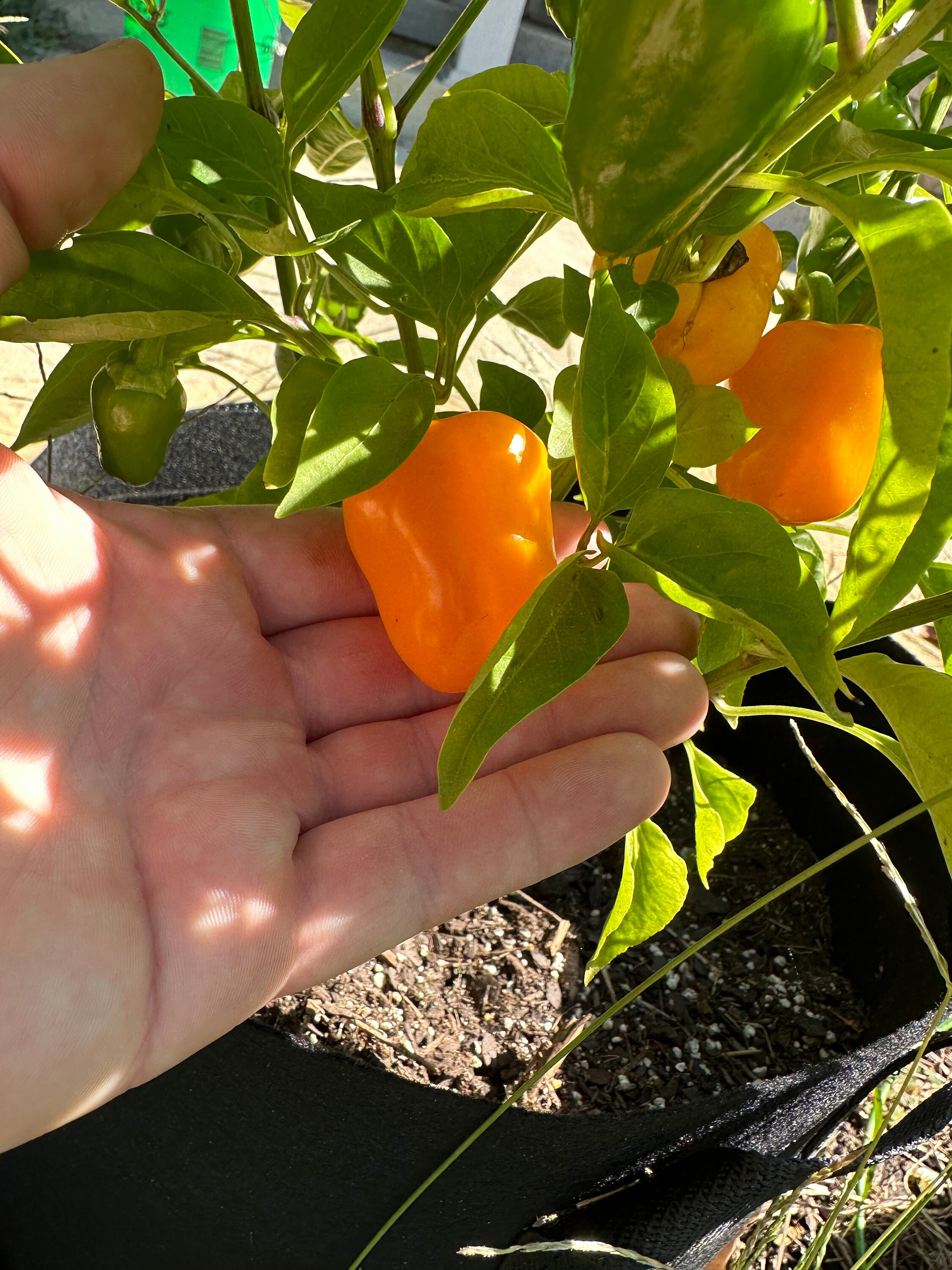 Organic Sweet Mini Bell Pepper Mix - Etsy