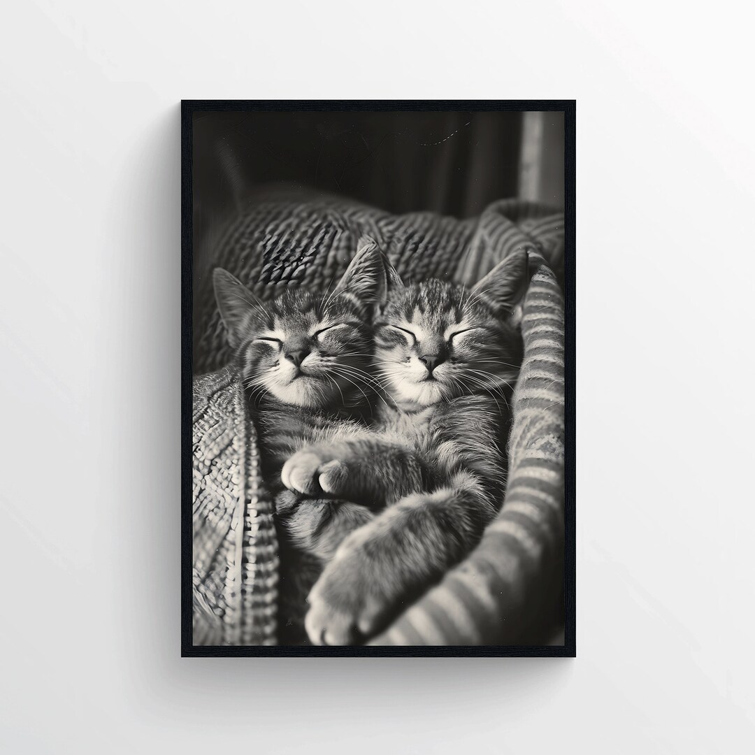 Cute Kittens Print Cuddling Cats Photo Poster Cat Love Photo Print ...