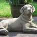 Labrador Dog Statue - Etsy