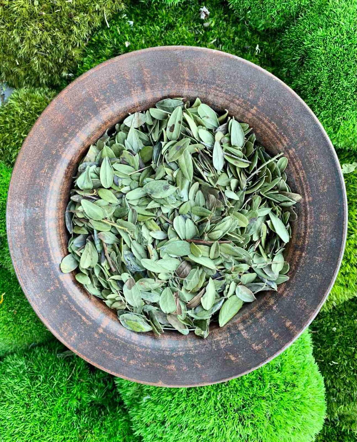 Organic PERIWINKLE HERB | Vinca Major | Organic Herbs | Dried Herbs ...