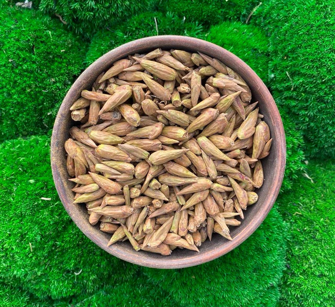Black Poplar Bud | Populus Nigra | 50g - Organic Dried Buds for Herbal ...