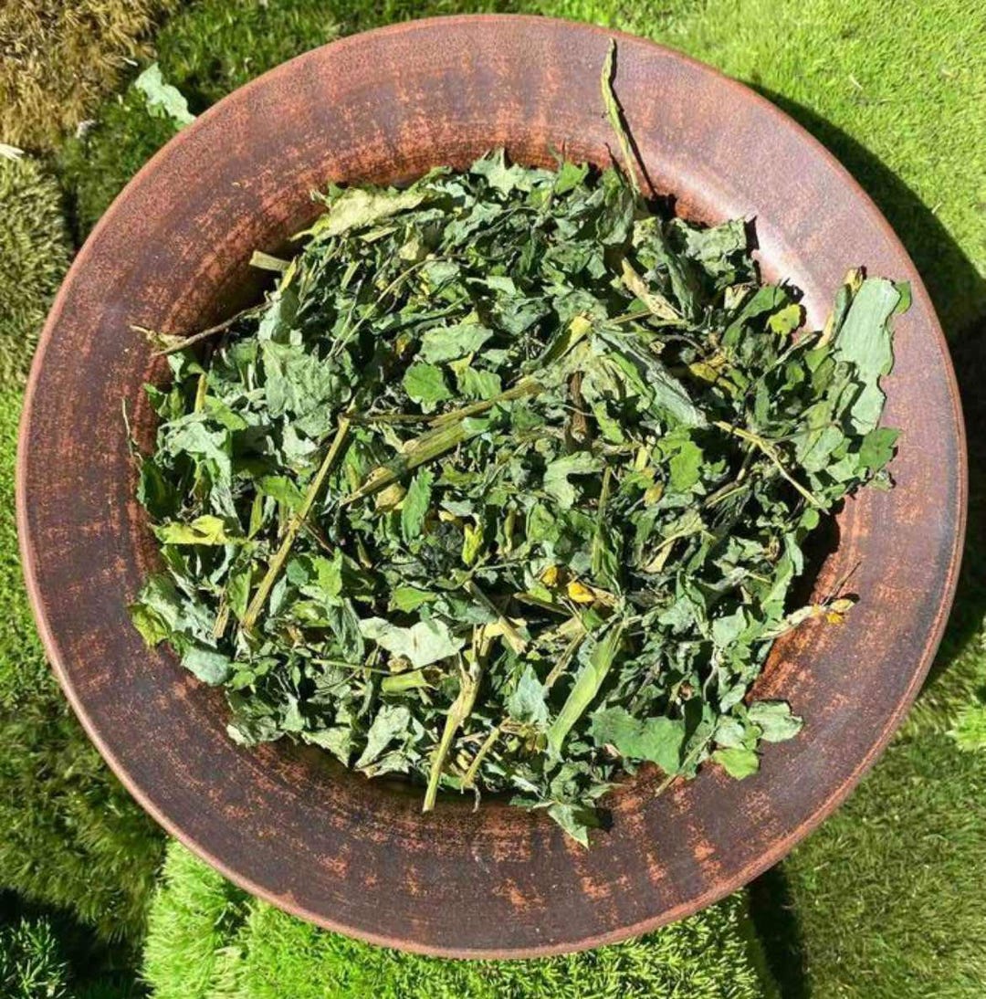 Greater Celandine Chelidonium Majus Dried Celandine Herb Celandine Herb ...