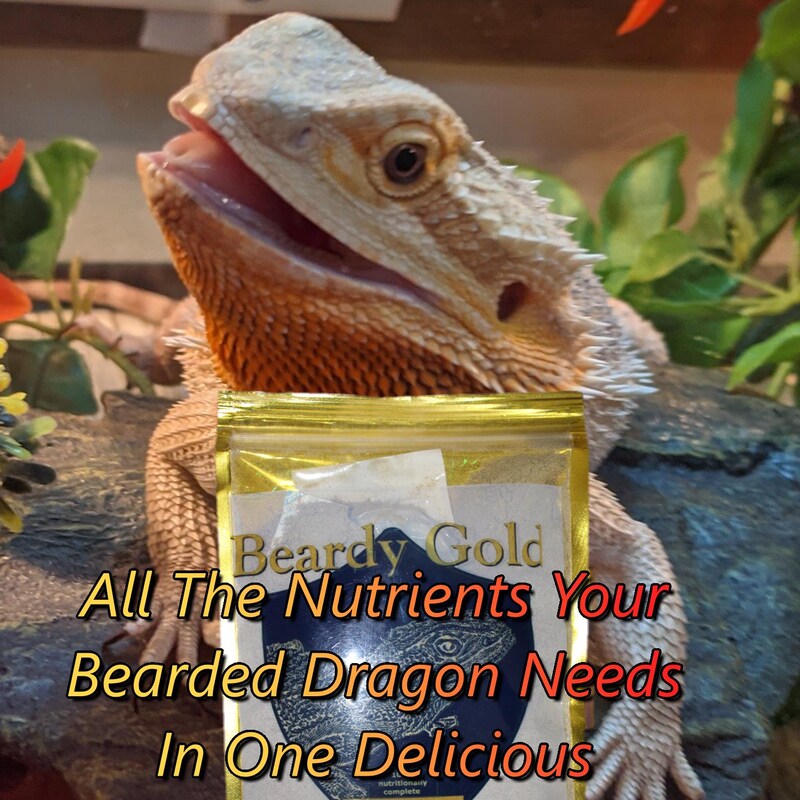 Bearded Dragon Insect - Etsy