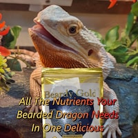 Weekly Bearded Dragon Feeding Chart - Etsy