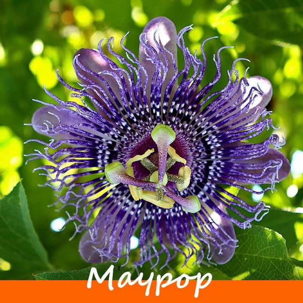 Maypop Plant - Etsy