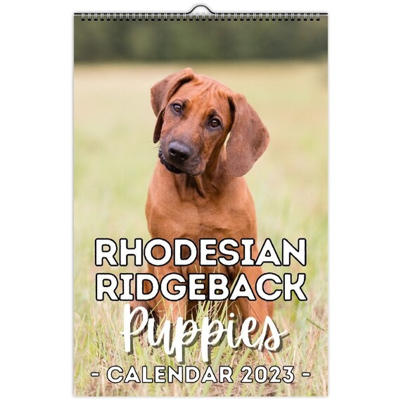 How Much Do Rhodesian Ridgeback Puppies Cost