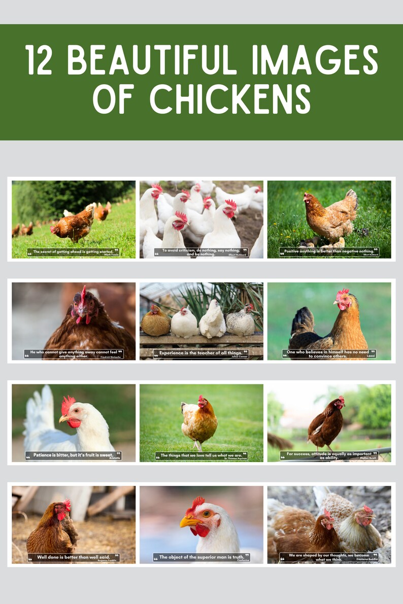 Chickens Wall Calendar 2024, Cute Gift Idea for Chicken Lovers - Etsy