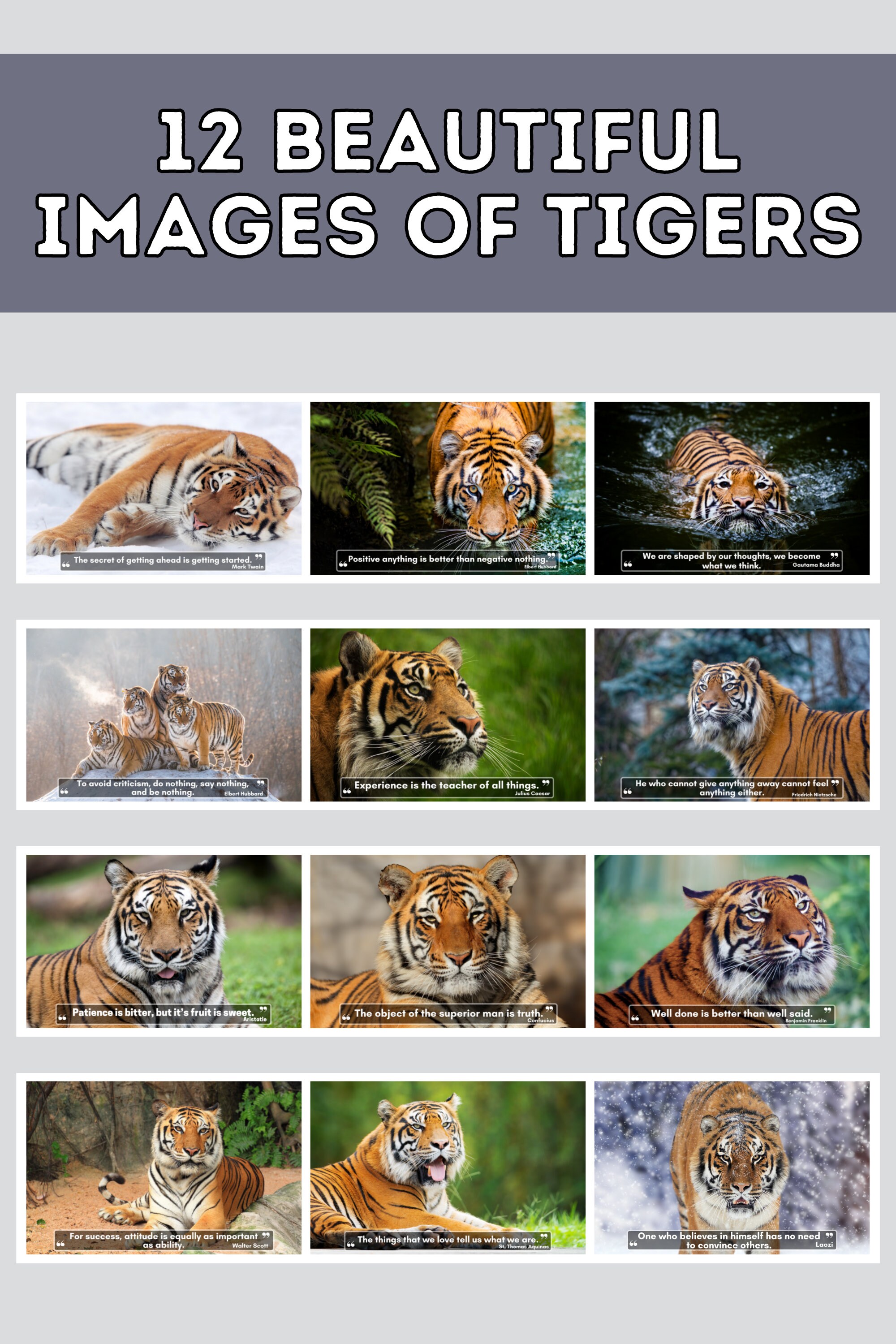 Tigers Wall Calendar 2024, Cute Gift Idea for Tiger Lovers - Etsy
