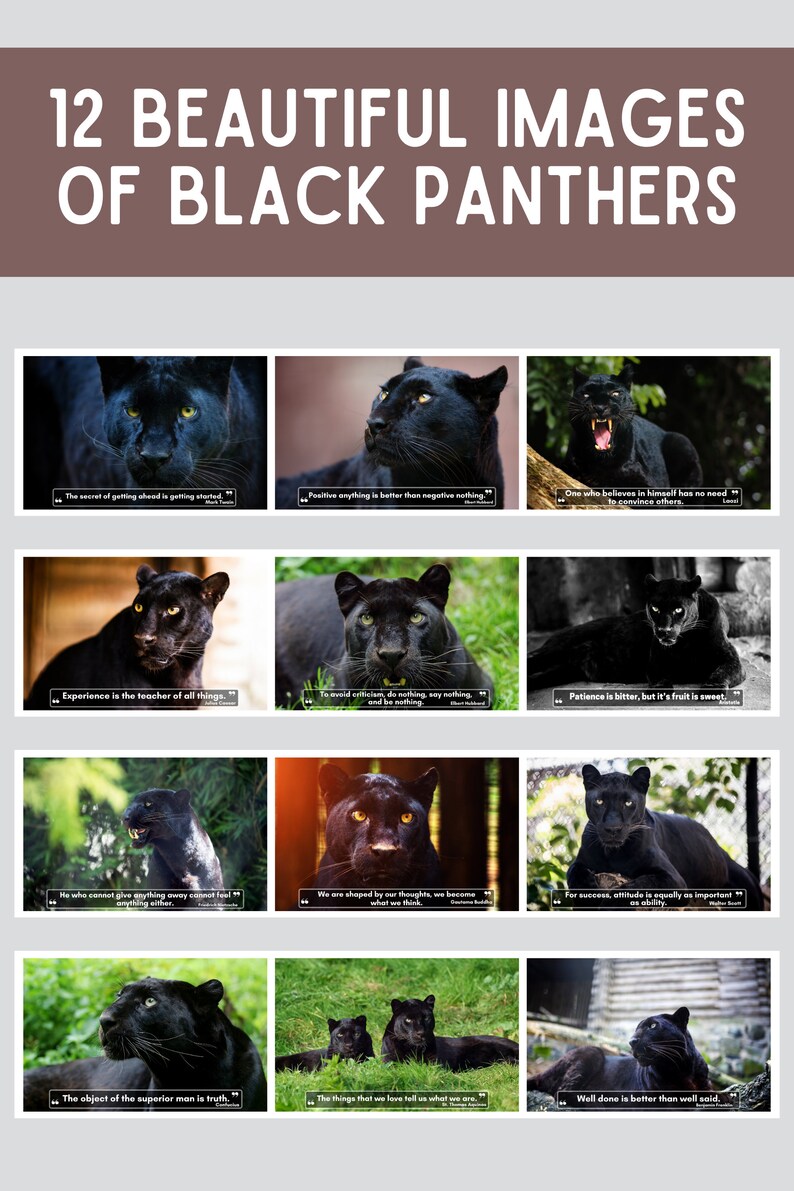 Black Panthers Wall Calendar 2024, Cute Gift Idea for Panther Lovers - Etsy