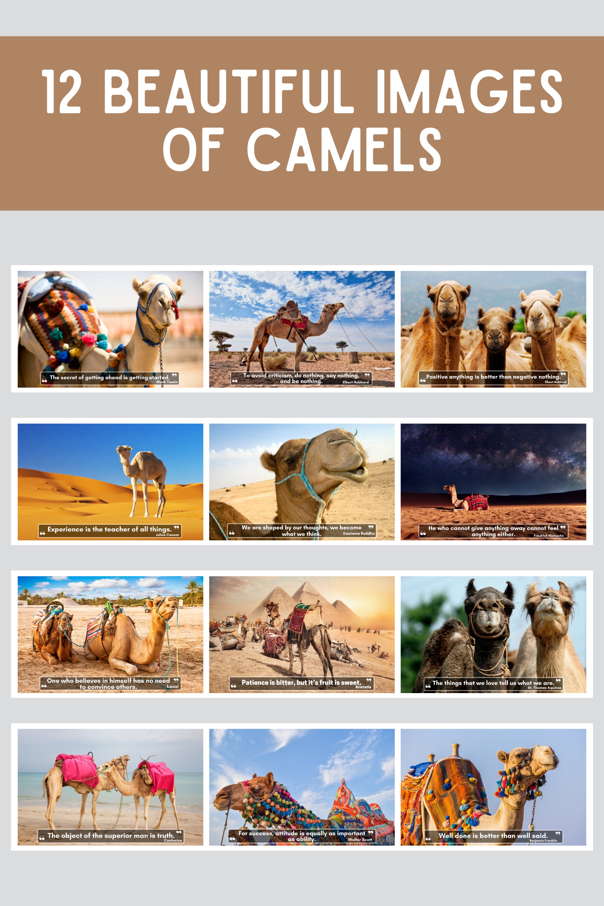 Camels Wall Calendar 2024, Cute Gift Idea for Camel Lovers - Etsy