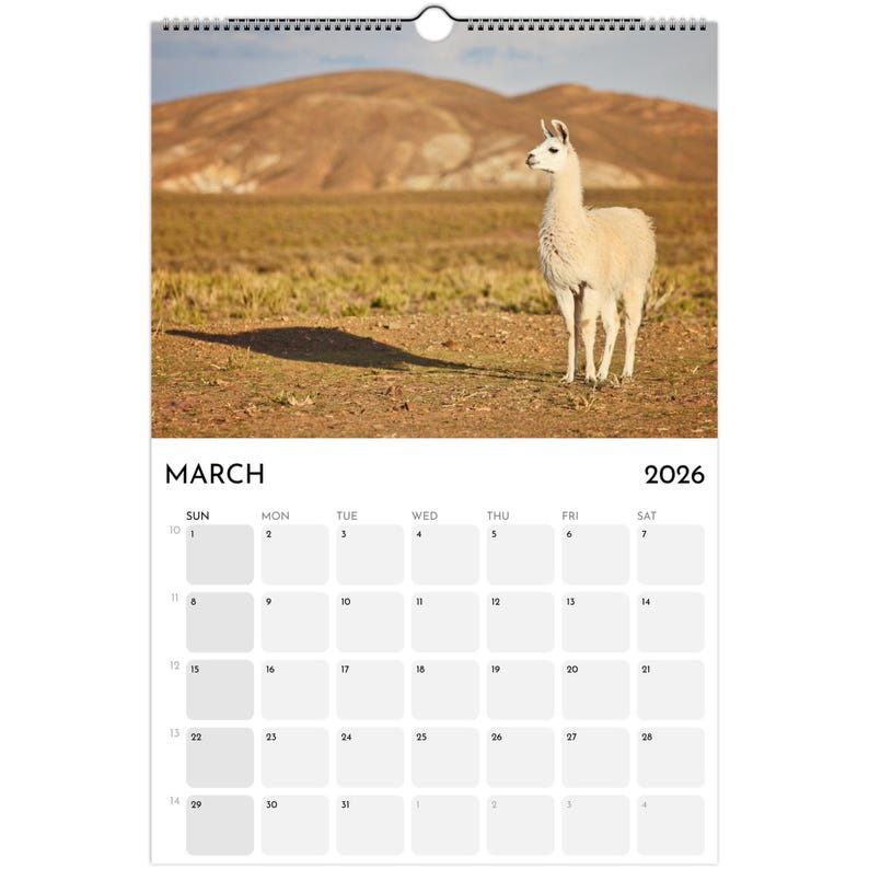 Llamas Wall Calendar 2026, Gift for Llama Lovers - Etsy