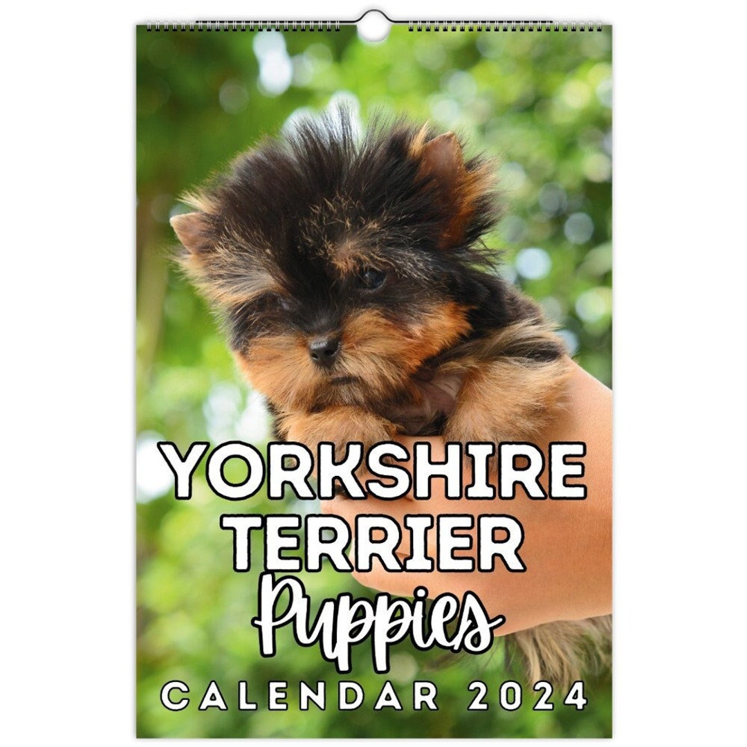 Yorkshire Terrier Puppies Wall Calendar 2024, Yorkshire Terrier Dog ...