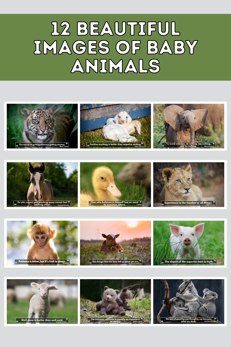 Baby Animals Wall Calendar 2024, Cute Gift Idea for Baby Animal Lovers ...