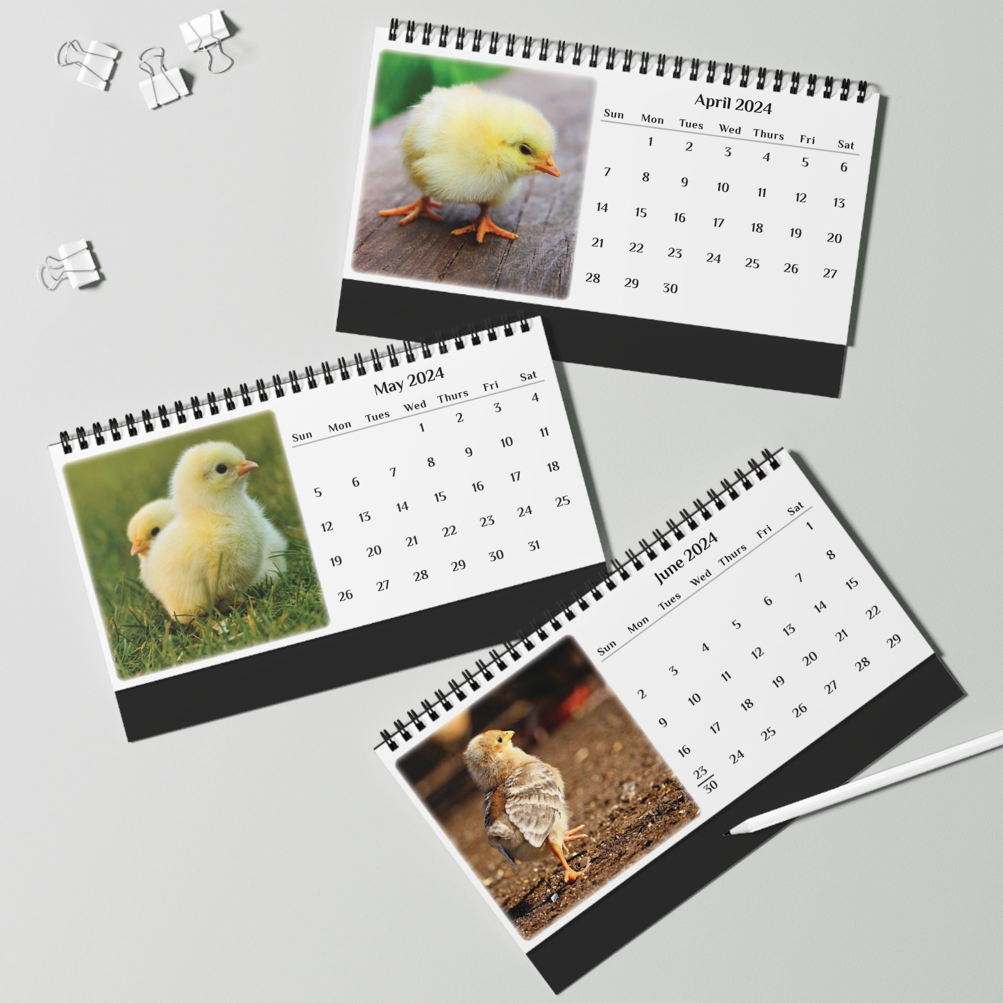 Chicken 2024 Desk Calendar sold by Tommi Burdensome | SKU 3698492 ...