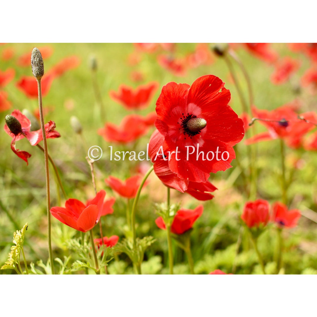 Anemones, Israel Photography, Digital Download - Etsy