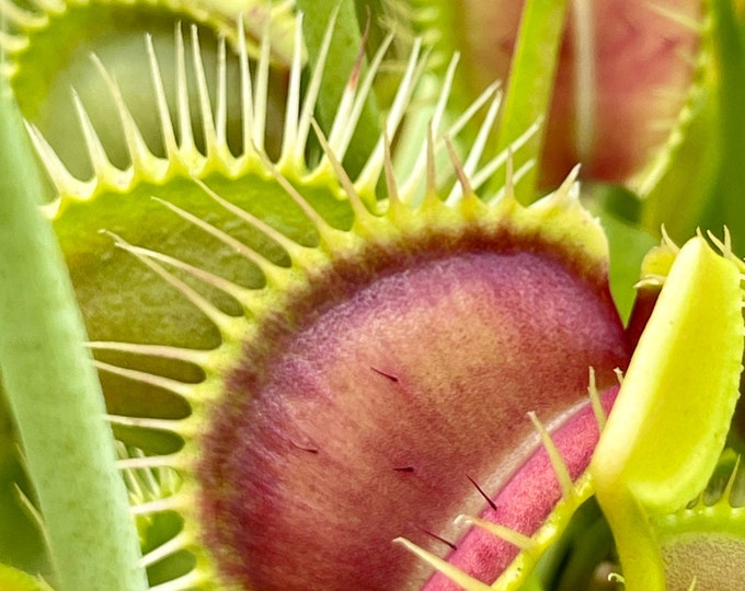 DC-XL Cultivar - Bare Root Venus Fly Trap | True Clone | Venus Flytrap ...