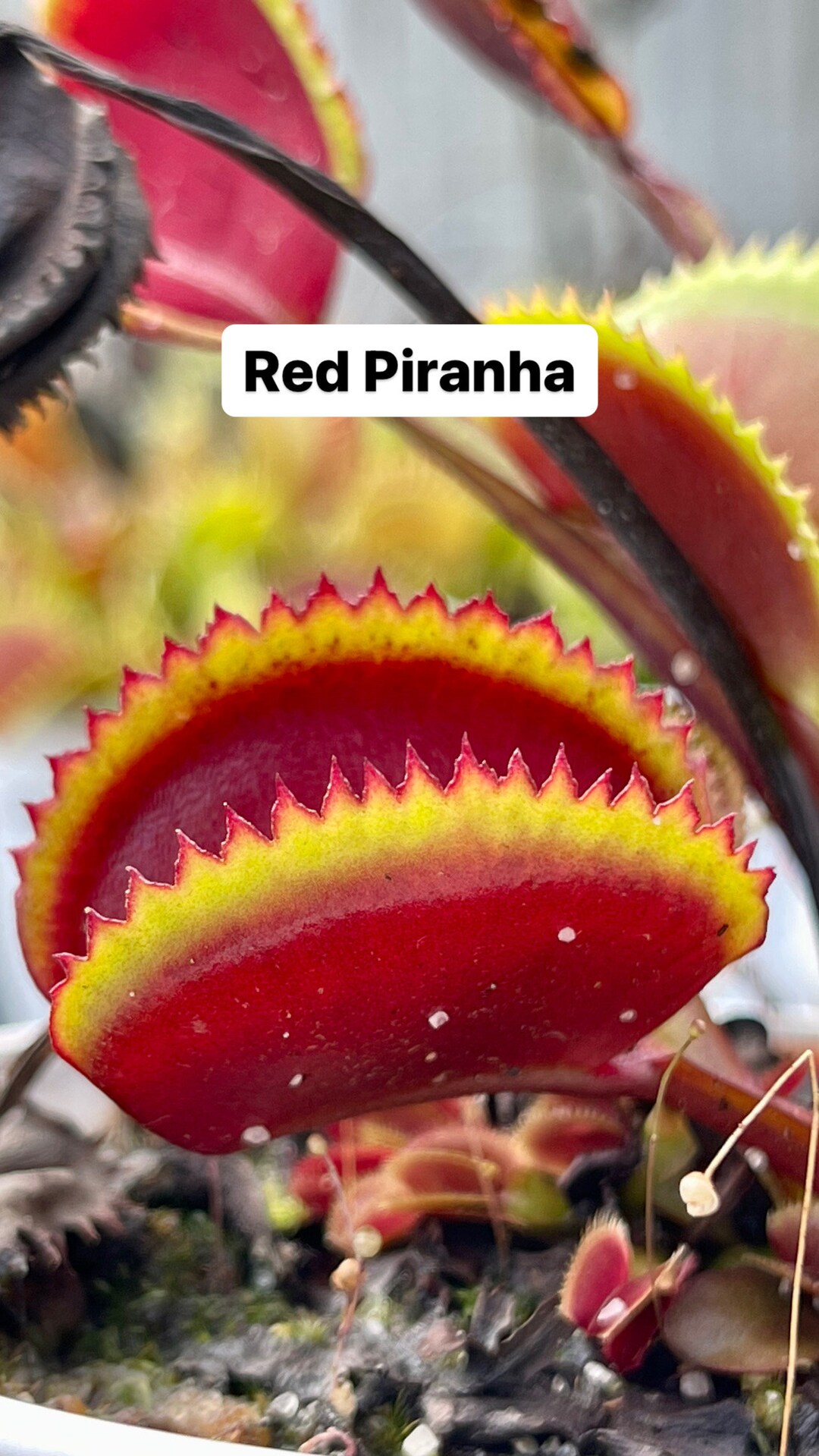 Red Piranha Cultivar - Bare Root Venus Flytrap | Large Traps | True ...