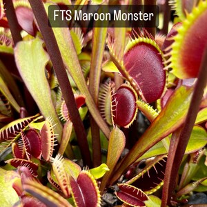 FTS Maroon Monster Cultivar Bare Root Venus Fly Trap Red Variety Venus Flytrap Red Traps Bug ...