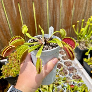 Jaws Cultivar - Bare Root Live Venus Flytrap | Carnivorous Plant | Beautiful Traps | Bug Eating ...