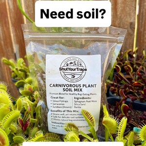 Jaws Cultivar - Bare Root Live Venus Flytrap | Carnivorous Plant | Beautiful Traps | Bug Eating ...