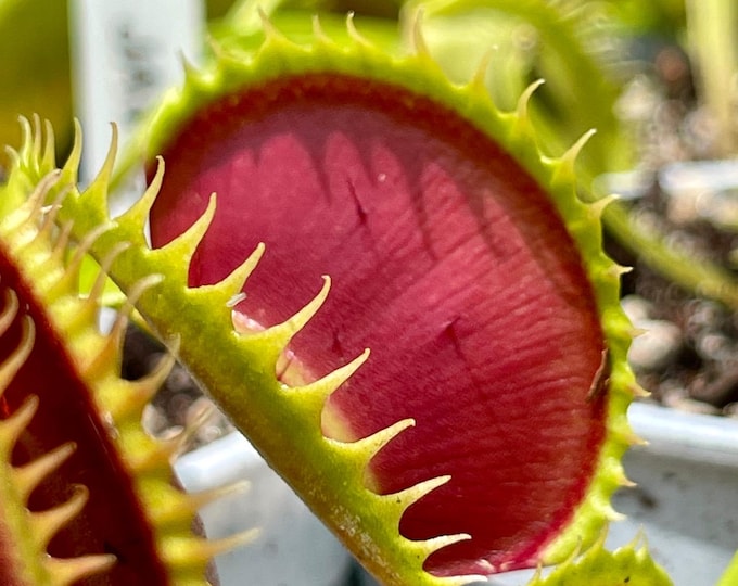 Jaws Cultivar - Bare Root Live Venus Flytrap | Carnivorous Plant With ...