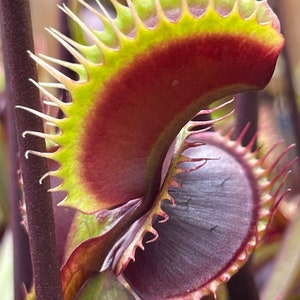 FTS Maroon Monster Cultivar - Bare Root Venus Fly Trap | Red Variety ...