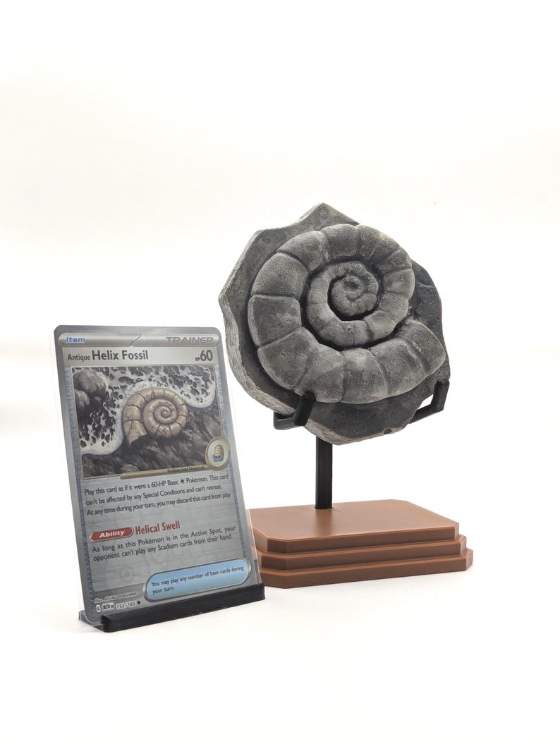 Helix Fossil Omanyte - Pokemon Inspired Fossil Display - Etsy