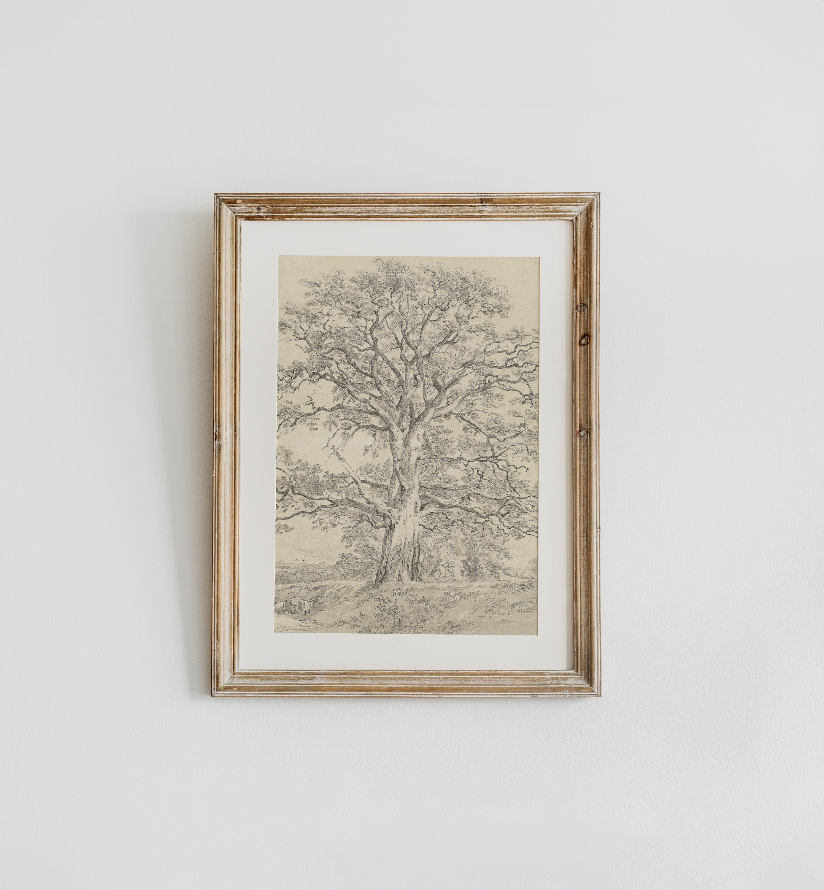 Oak Tree Pencil Sketch Antique Nature Drawing Neutral Printable Wall ...