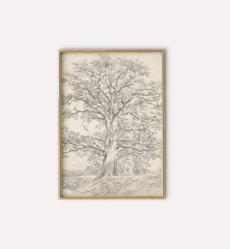 Oak Tree Pencil Sketch Antique Nature Drawing Neutral Printable Wall ...