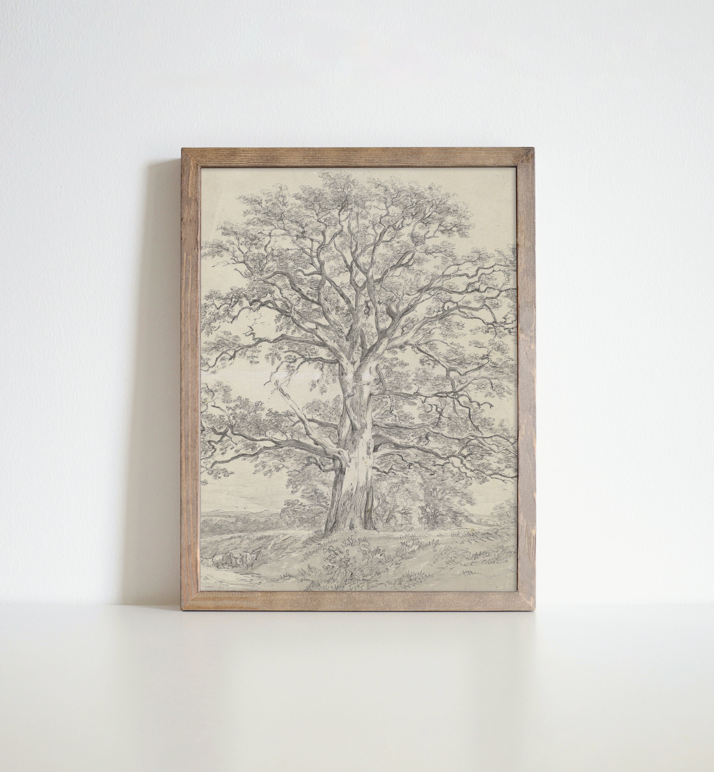 Oak Tree Pencil Sketch | Antique Nature Drawing | Neutral Printable ...