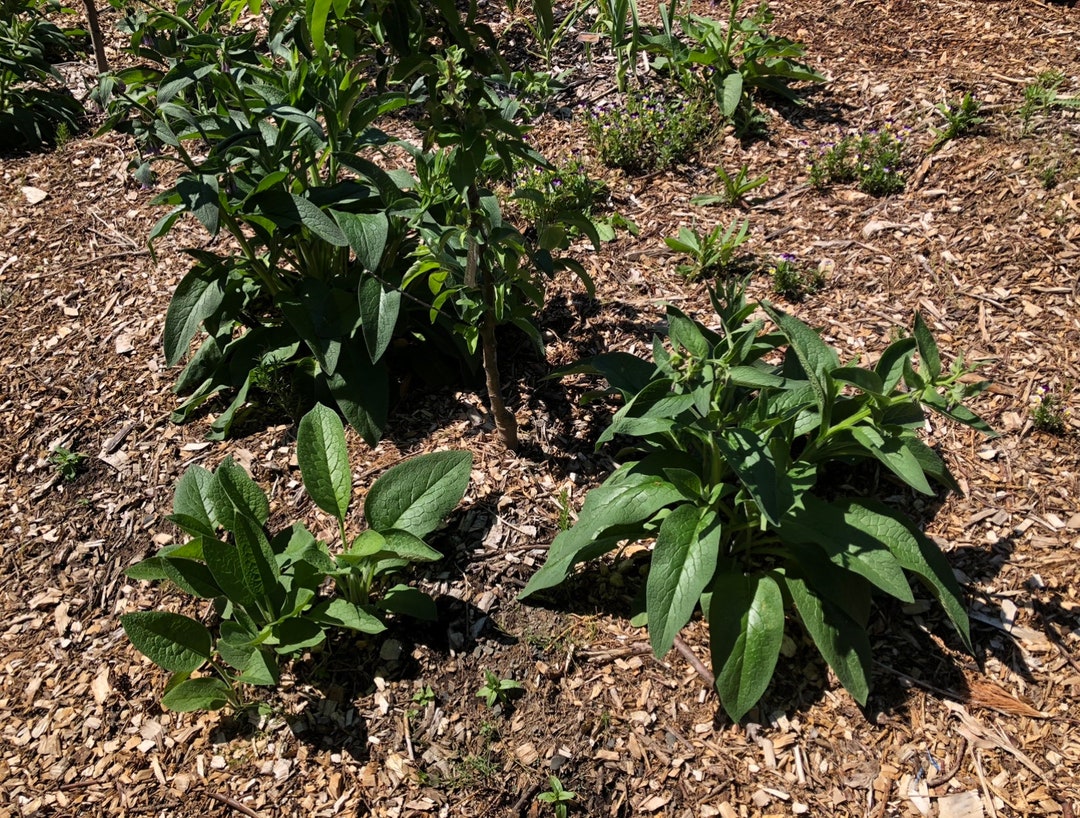 Comfrey Root Cuttings - Etsy