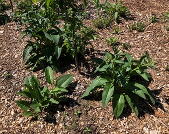 10 Bocking 4 Comfrey Root Cuttings Perfect for Gardening & Natural ...