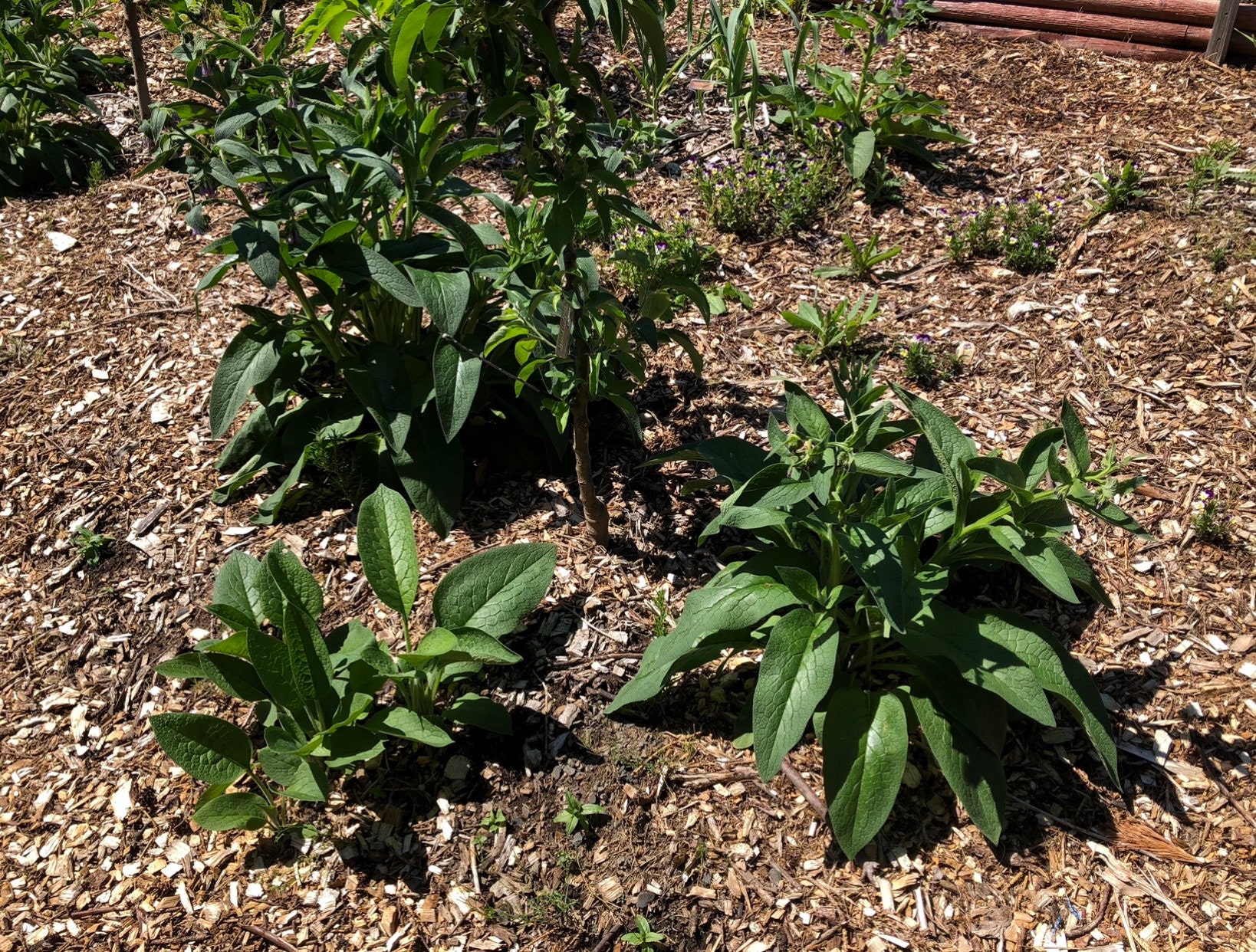 Comfrey Root Cuttings - Etsy
