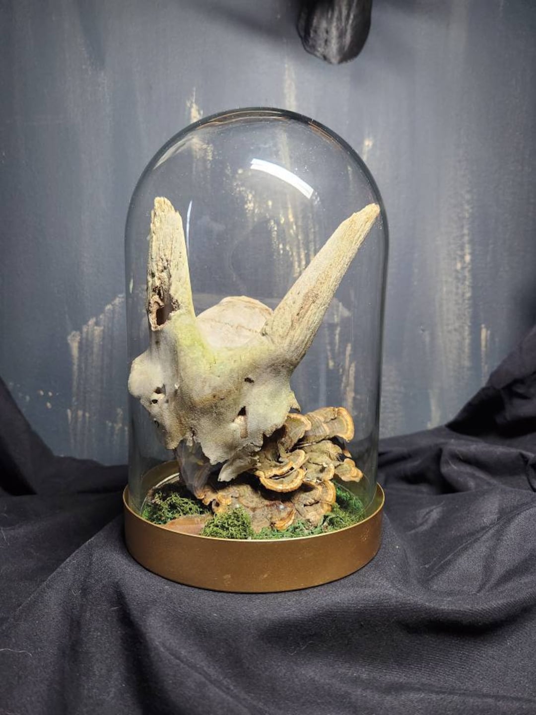 Goat Skull Turkey Tail Mushroom Oddity Cloche Patina - Etsy