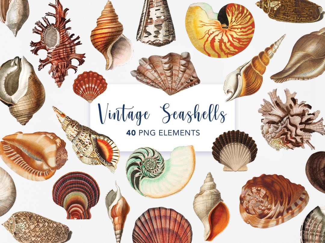Vintage Seashells Clipart - Illustrated Shells Collection PNG for ...