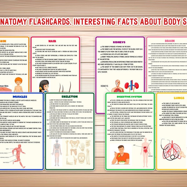 Anatomy Flashcards - Etsy