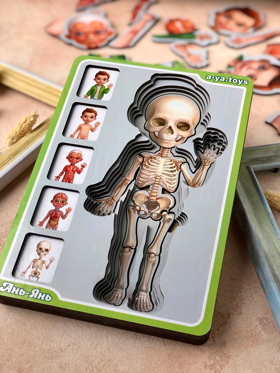 Human Anatomy Puzzles for Kids Five-layer Puzzles - Etsy