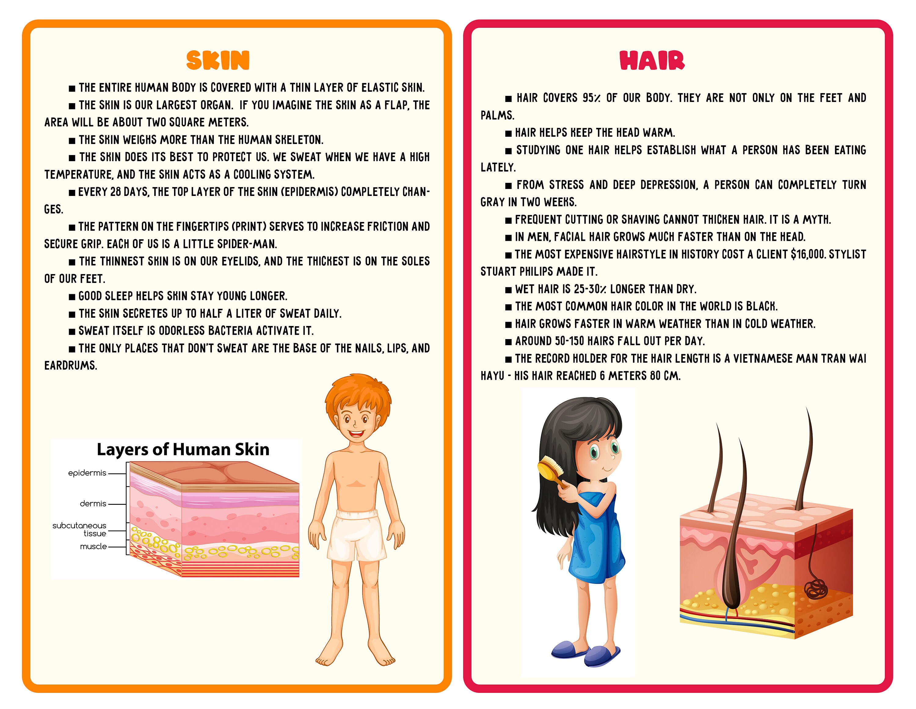 Anatomy Flashcard for Kids , Human Body Cards , Printable Preschool ...