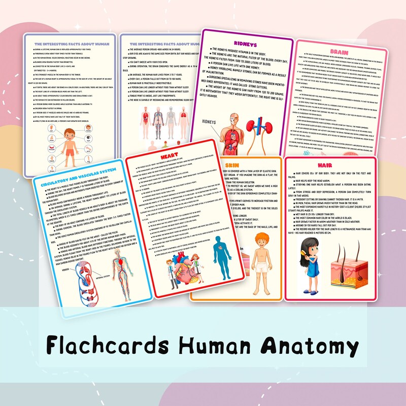 Anatomy Flashcards - Etsy