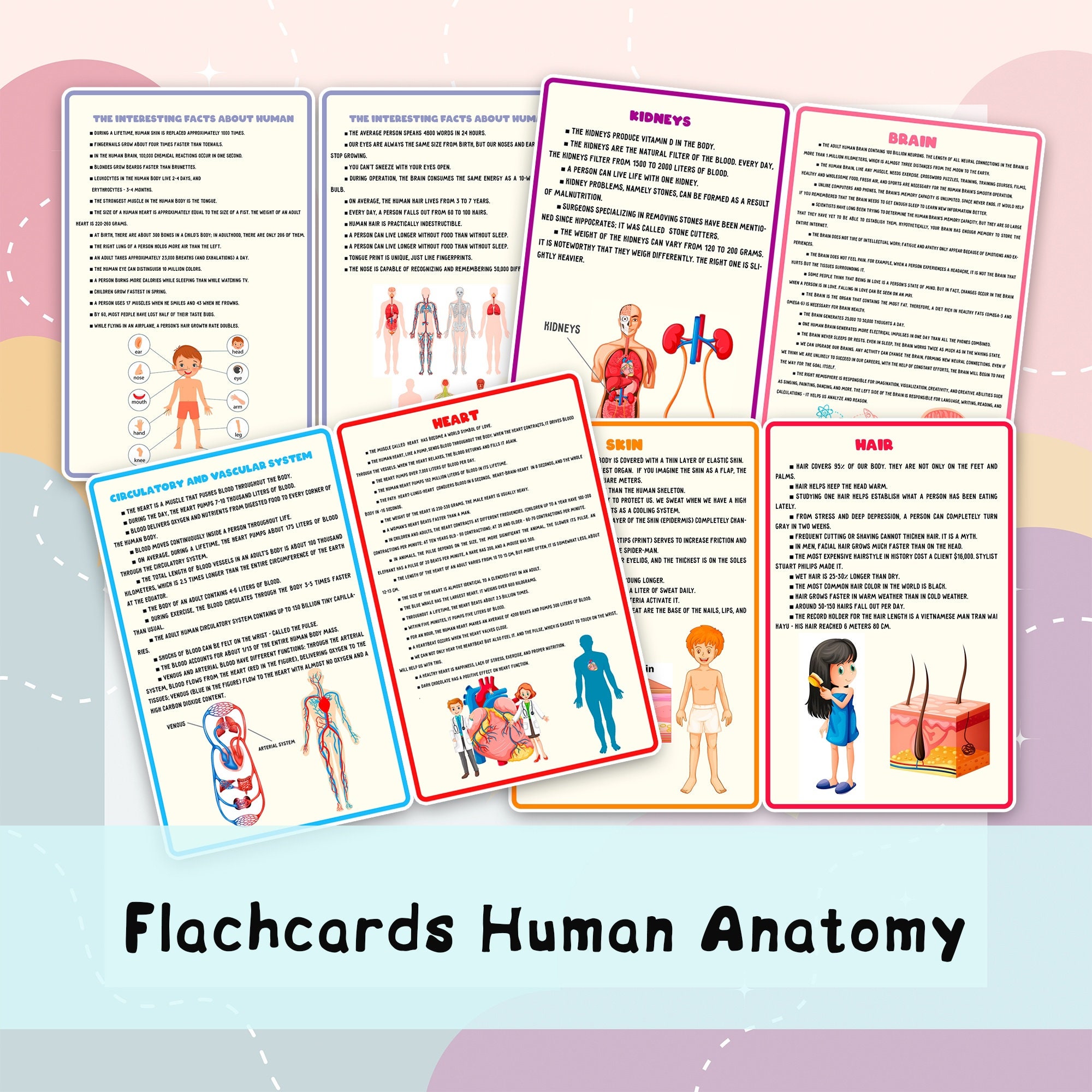Human Anatomy Flashcard Body Anatomy for Kids , Printable Anatomy ...