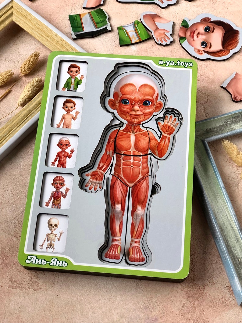 Human Anatomy Puzzles for Kids Five-layer Puzzles - Etsy