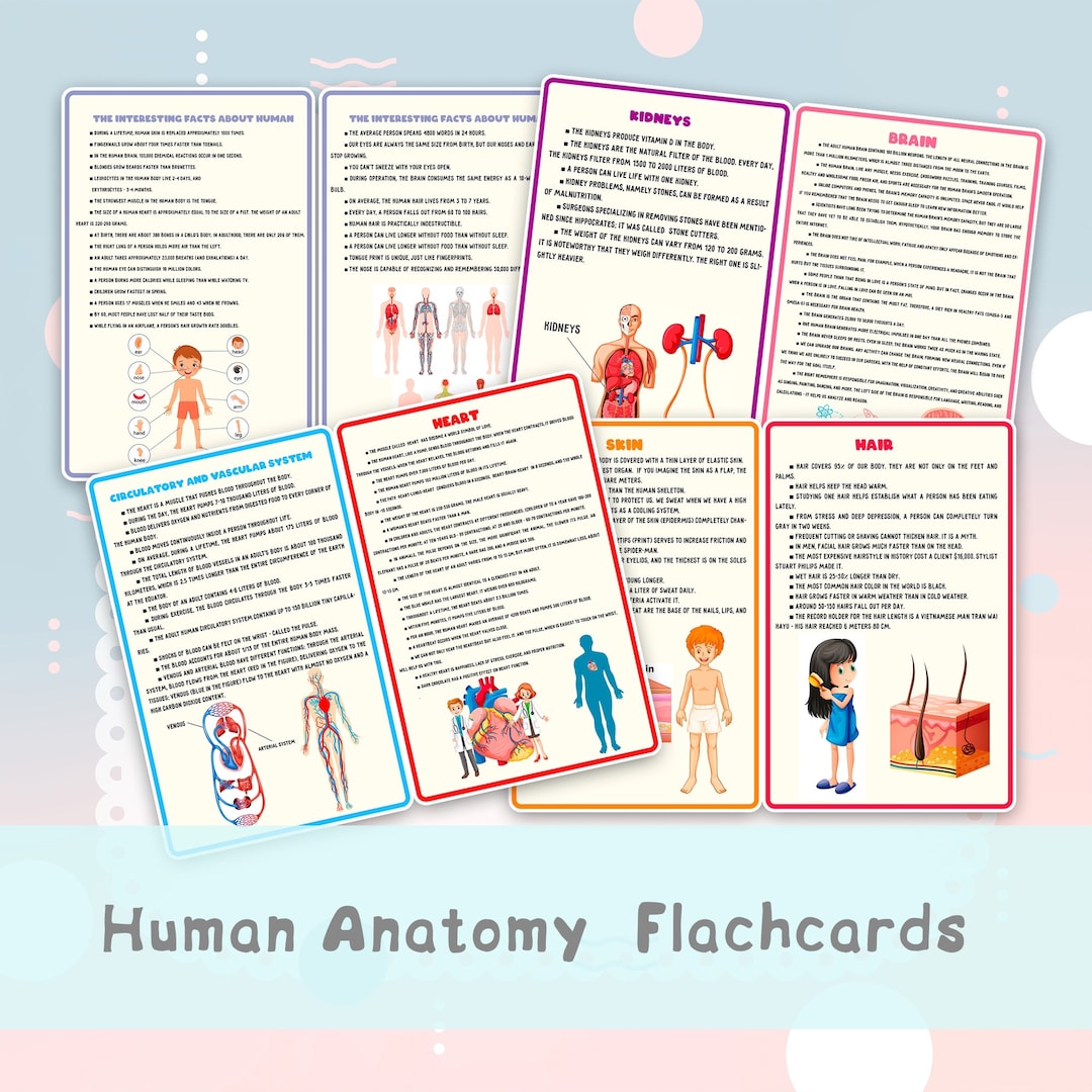 Anatomy Flashcard for Kids , Human Body Cards , Printable Preschool ...