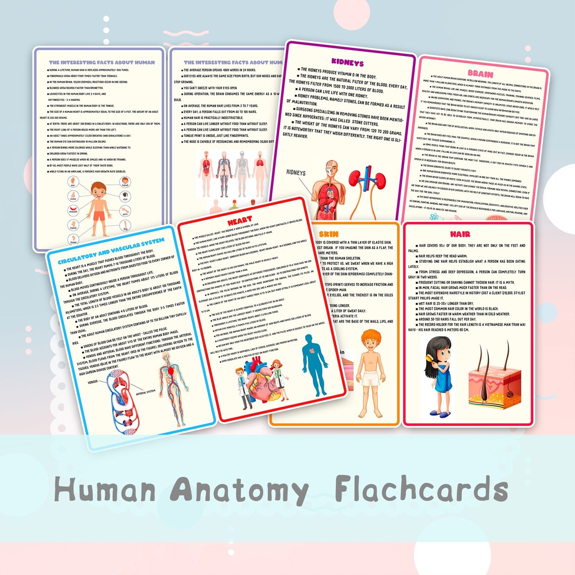 Anatomy Flashcard for Kids , Human Body Cards , Printable Preschool ...