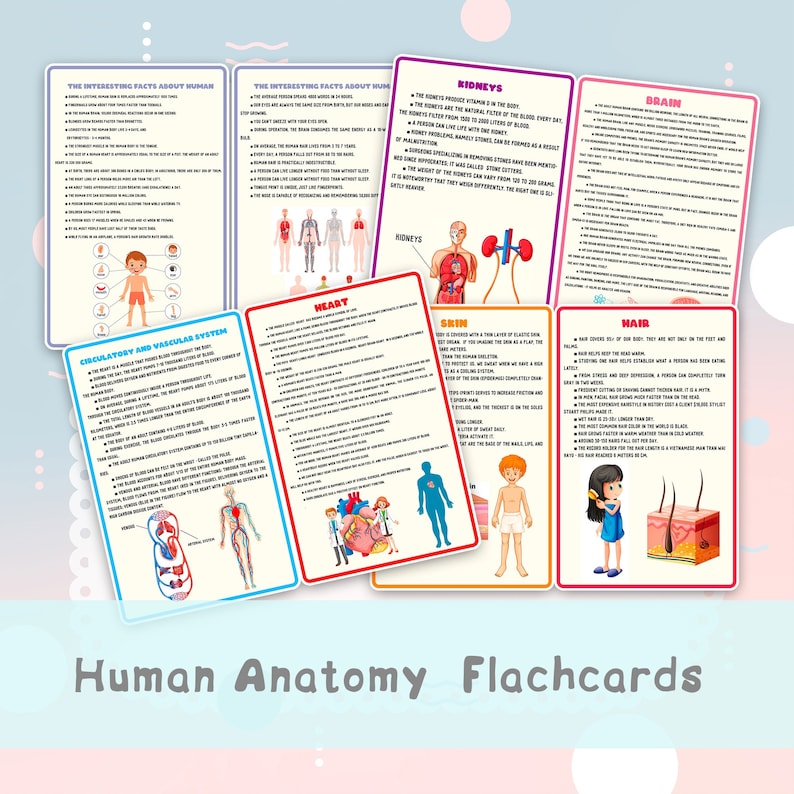 Anatomy Flashcard for Kids , Human Body Cards , Printable Preschool ...