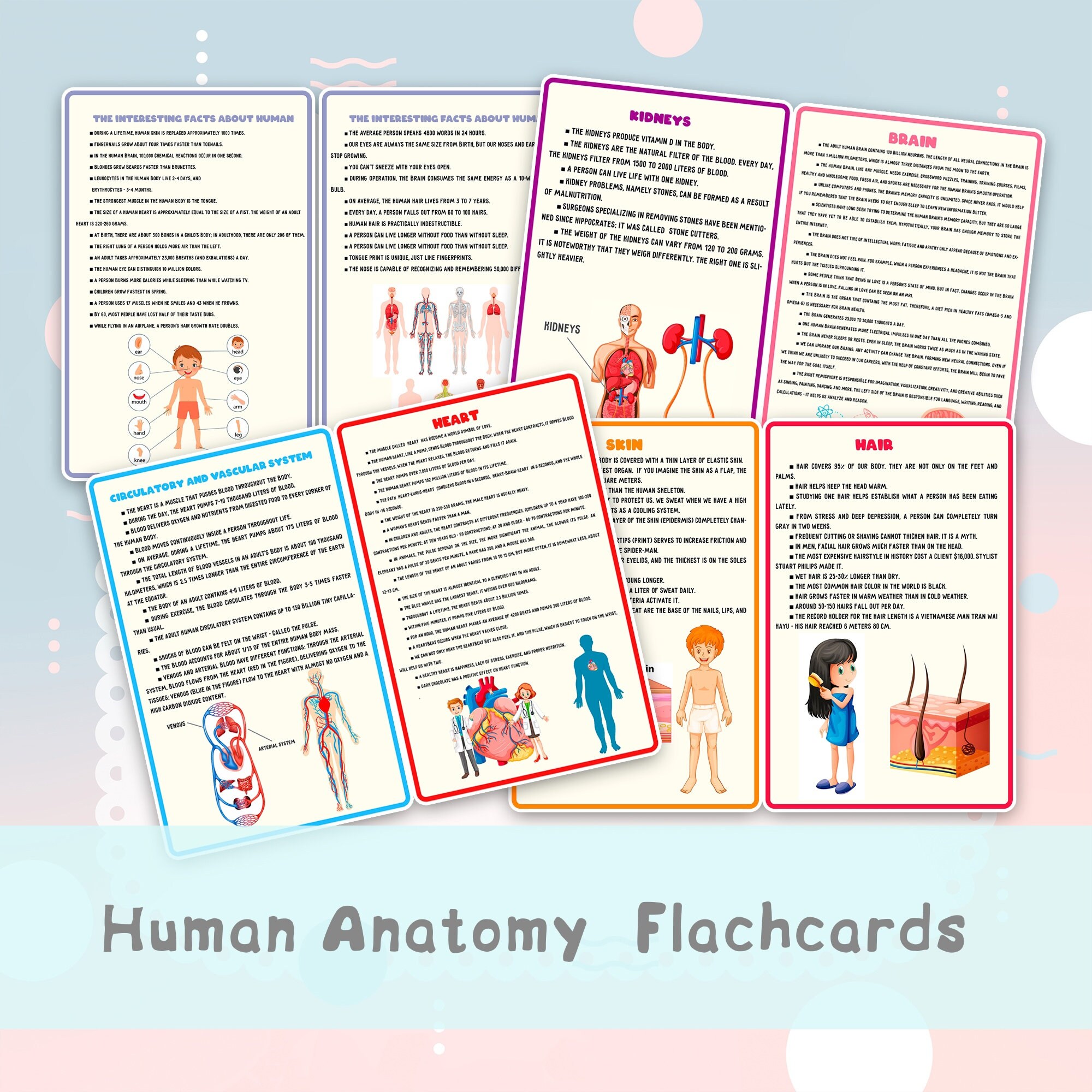 Anatomy Flashcard for Kids , Human Body Cards , Printable Preschool ...