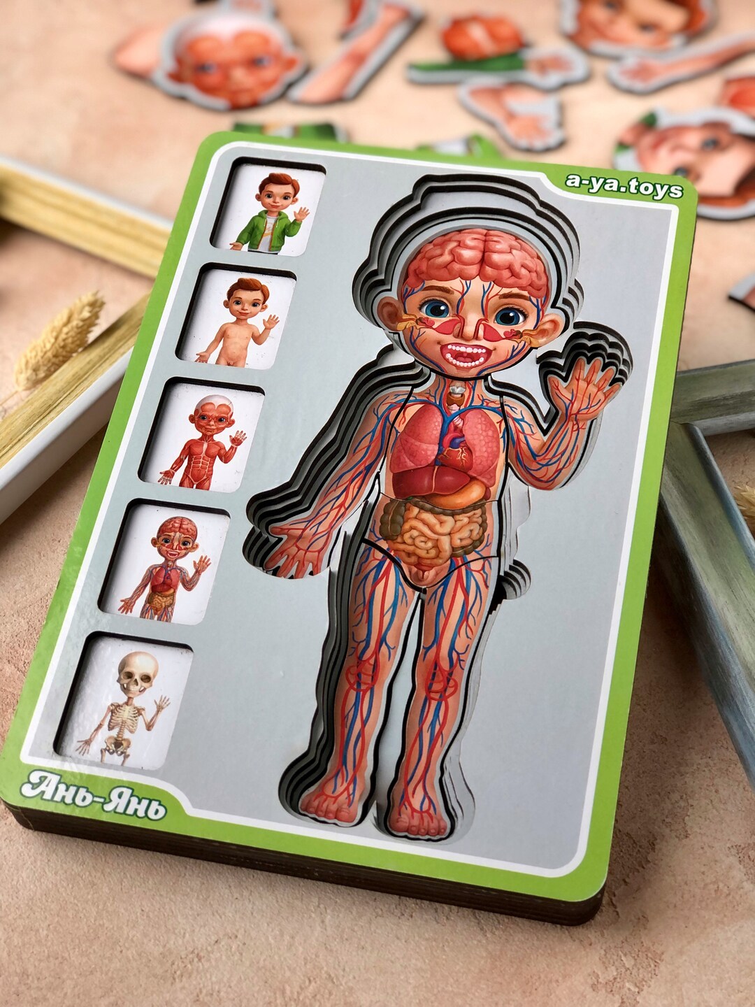 Human Anatomy Puzzles for Kids Five-layer Puzzles - Etsy