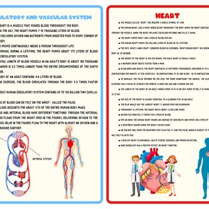 Anatomy Flashcard for Kids , Human Body Cards , Printable Preschool ...