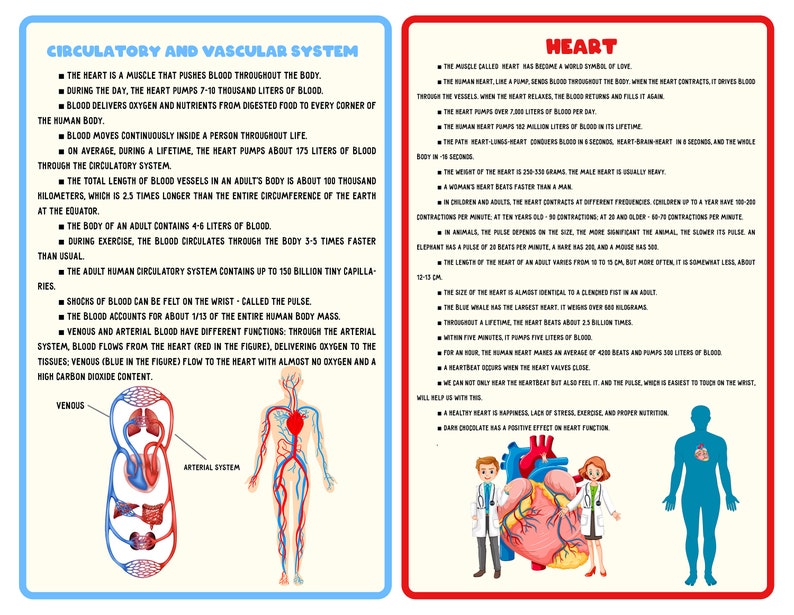 Anatomy Flashcard for Kids , Human Body Cards , Printable Preschool ...