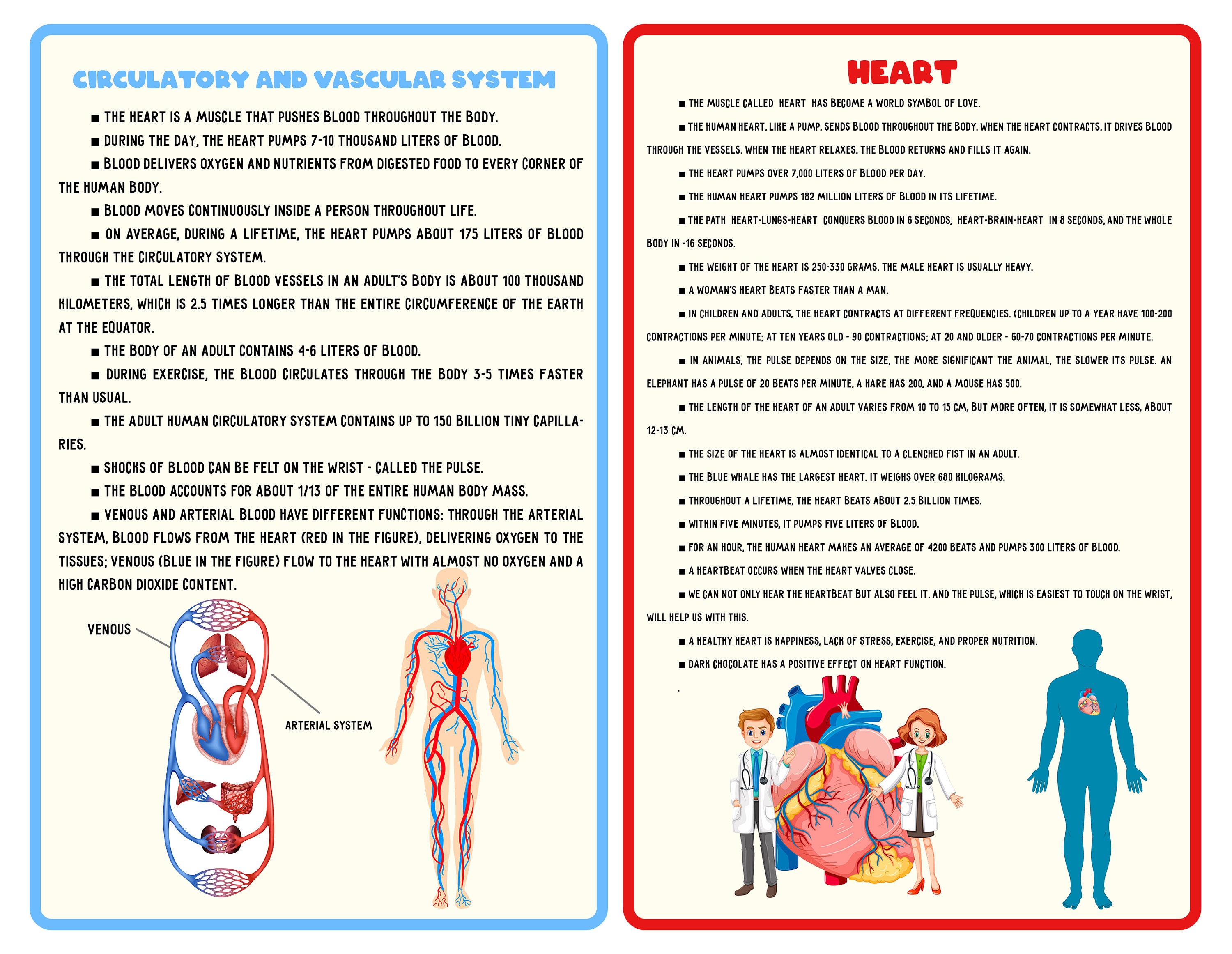 Anatomy Flashcard for Kids , Human Body Cards , Printable Preschool ...