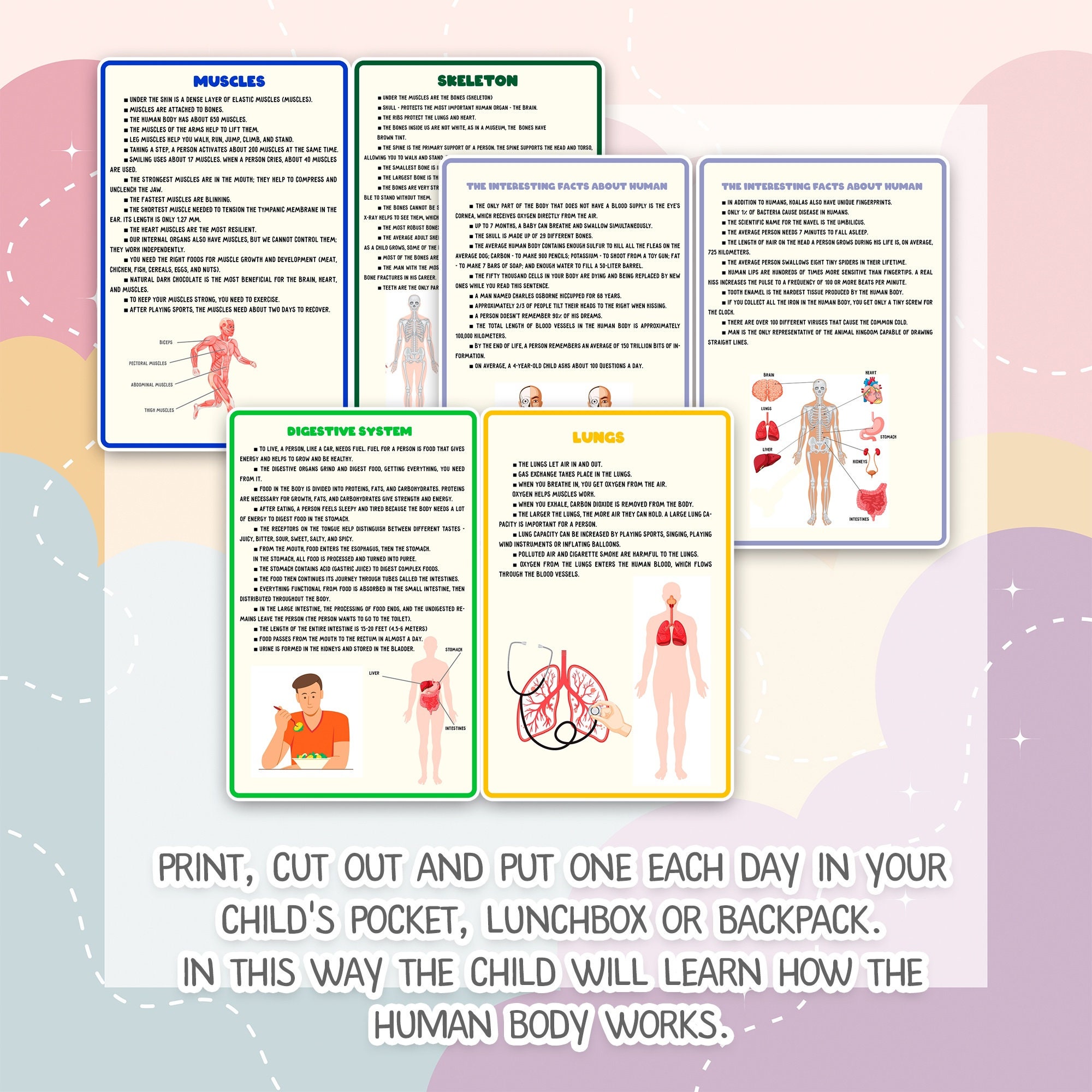 Human Anatomy Flashcard Body Anatomy for Kids , Printable Anatomy ...